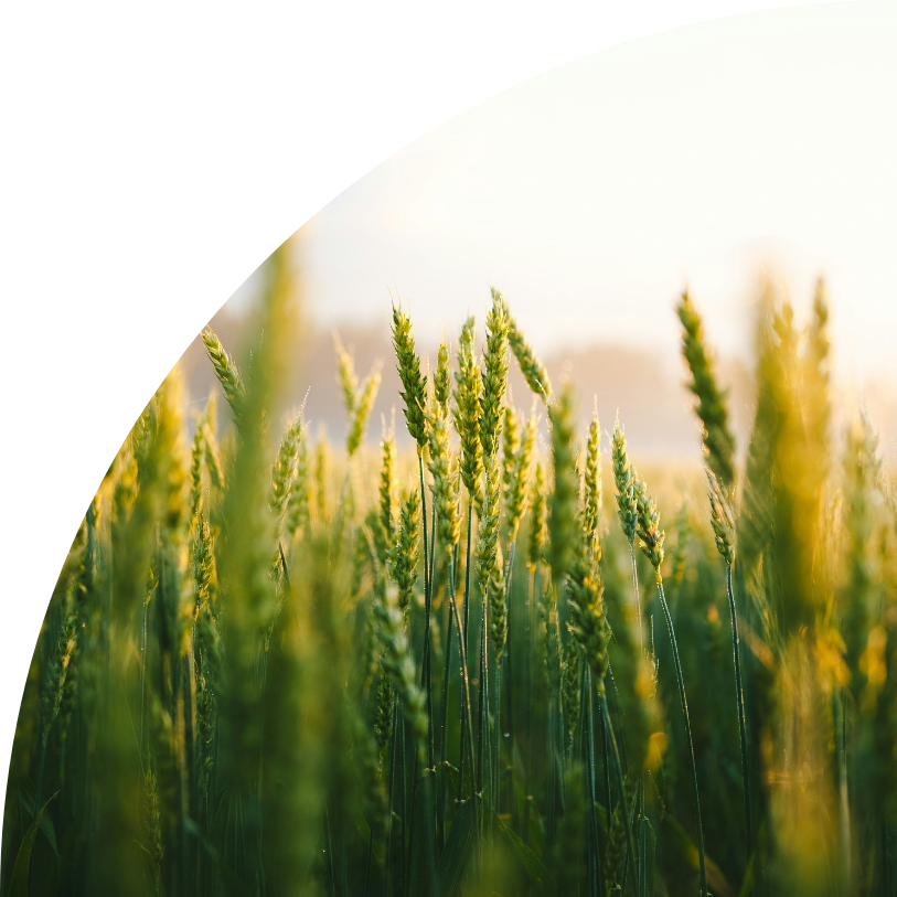 Over DutchPlantForce: gedreven experts in duurzame landbouw